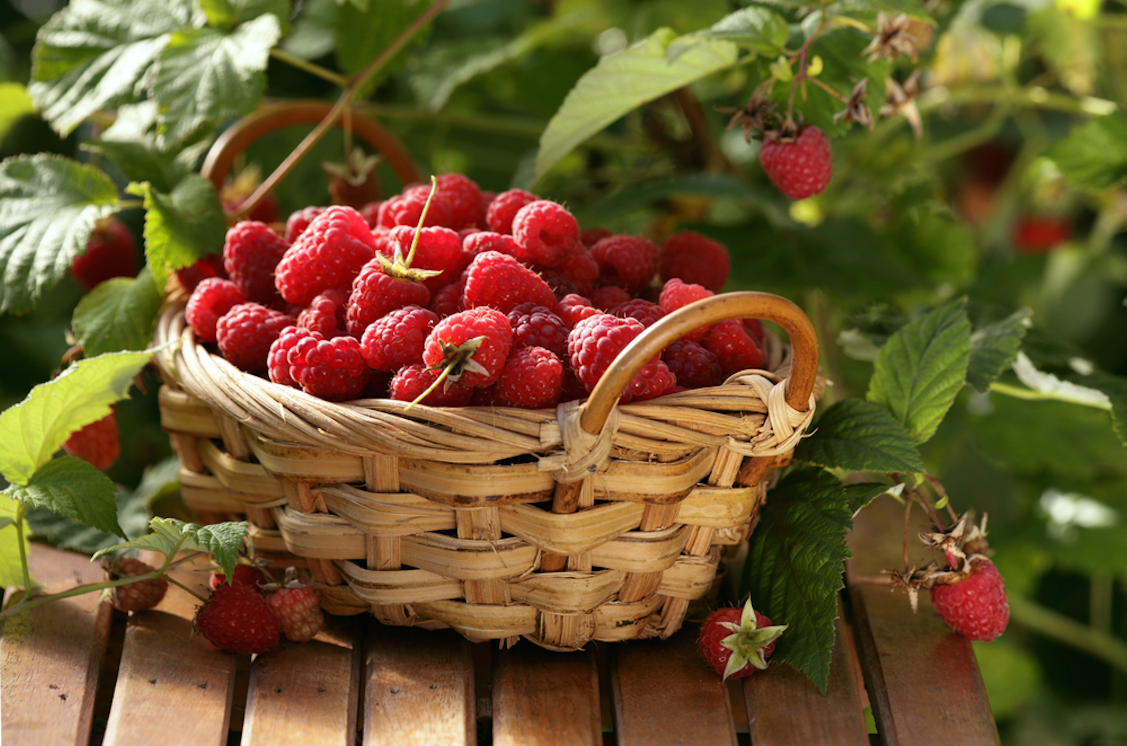 The Potato Shop - The FoodTalk Show