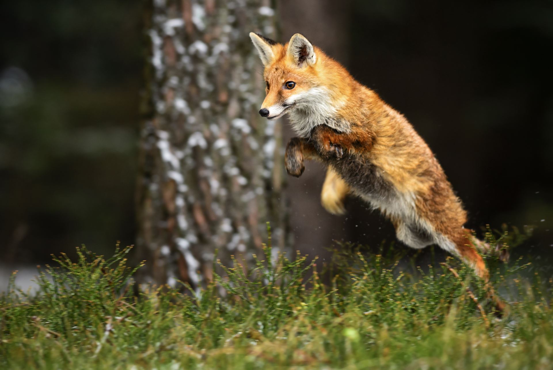 The Foraging Fox - The FoodTalk Show